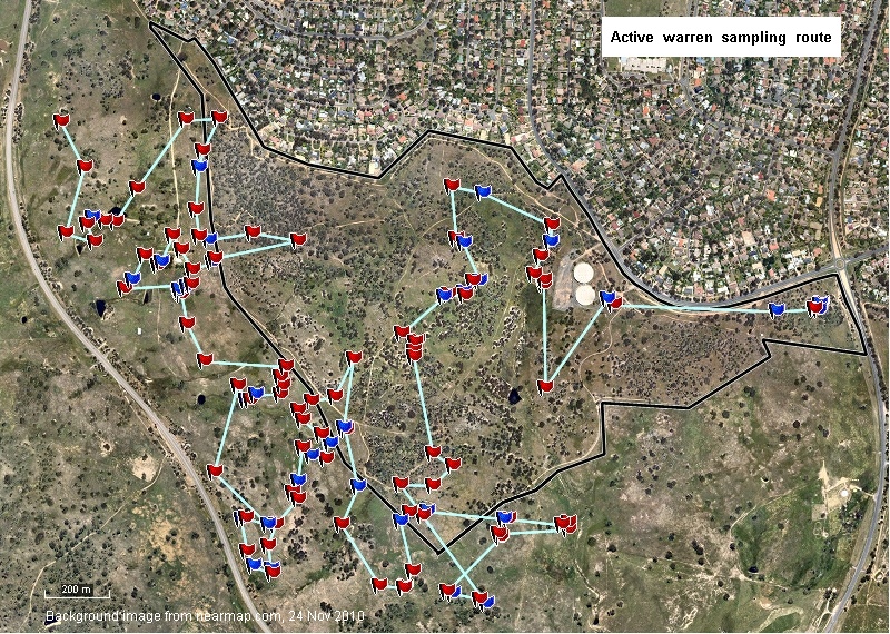 rabbit control on The Pinnacle, 2010-11, Friends of The Pinnacle