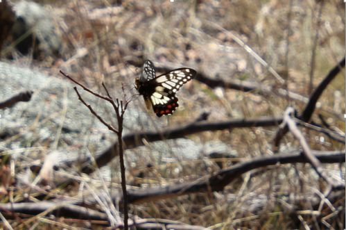 butterfly walk, 11 February 2018, Friends of The Pinnacle