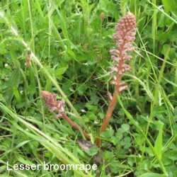 walkers blog, 20 Nov 2010, Friends of The Pinnacle